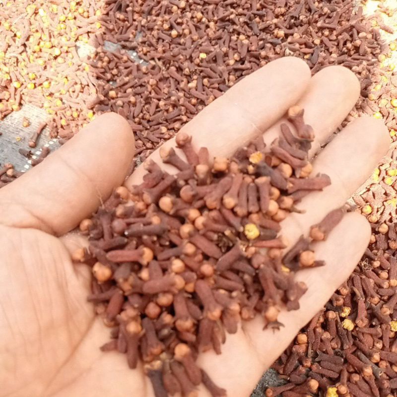 Jual Cengkeh/cengkih kering 50/100 gram | Shopee Indonesia