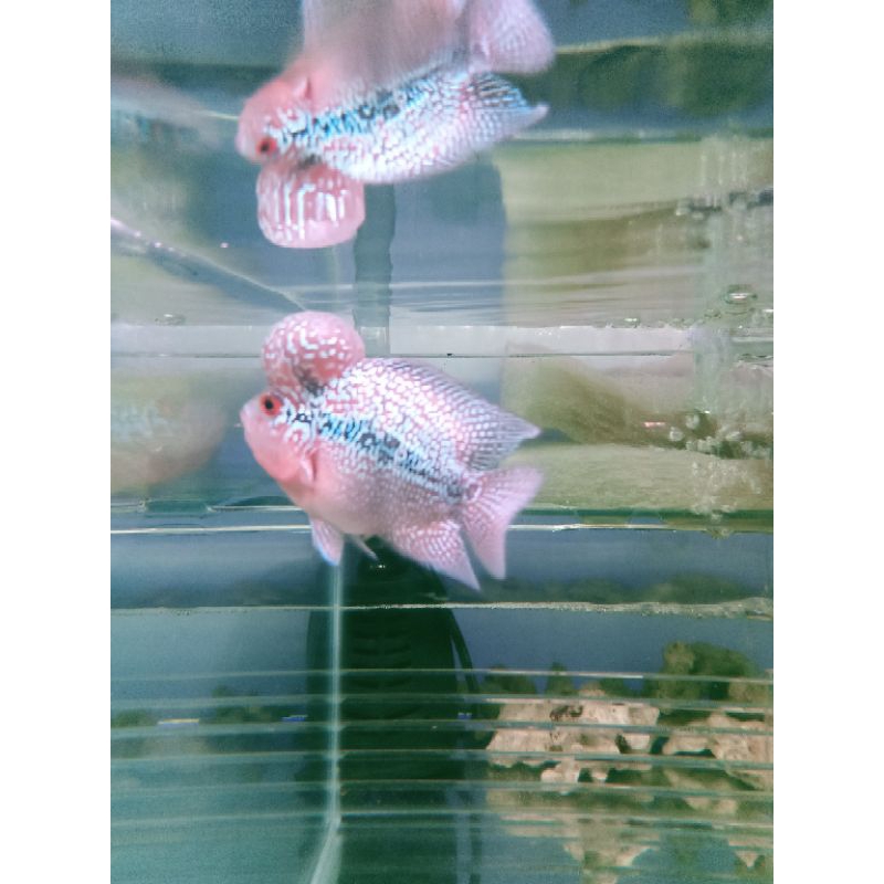 Jual Lohan / Louhan SRD Boomhead / Flower horn Lohan / ikan hias air ...