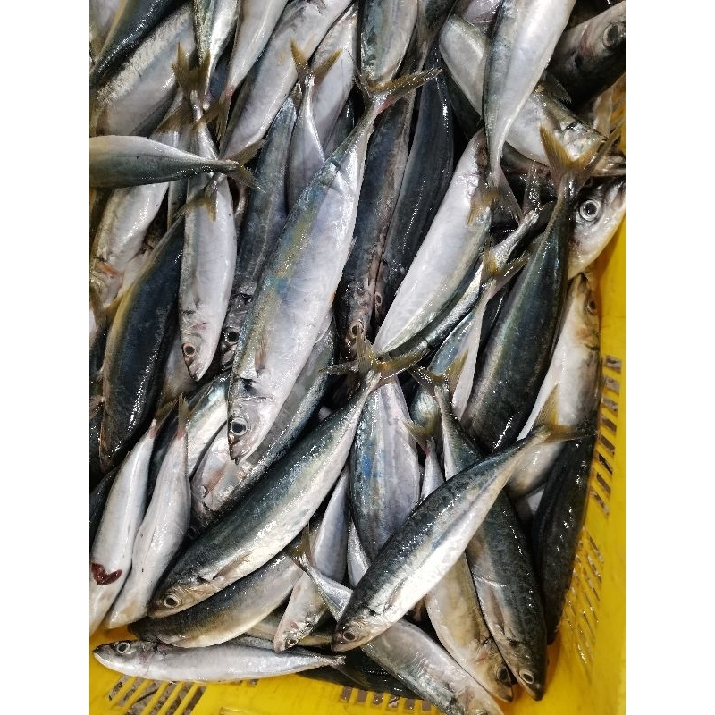 Jual IKAN LAYANG BESAR 1kg | Shopee Indonesia