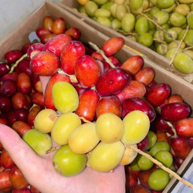 Jual KURMAMUDA 100gr,250gr|KURMA KUNING MIX MERAH DAN HIJAU | KUR MA ...