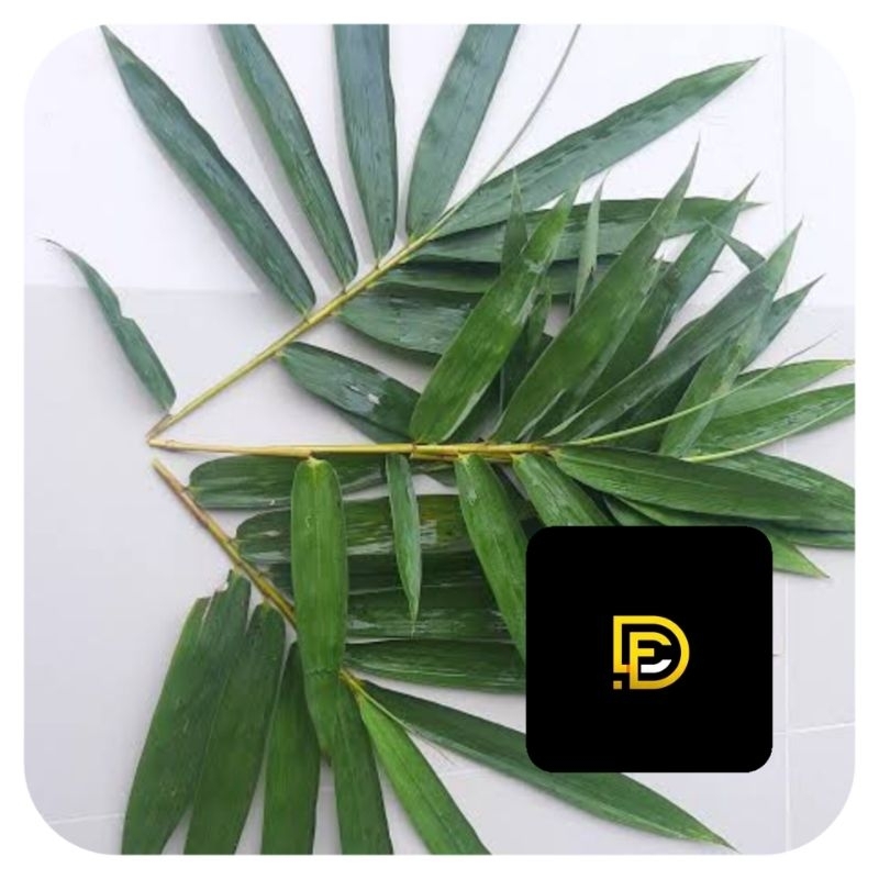Jual Daun bambu kuning segar isi 500 lembar pilihan-az | Shopee Indonesia