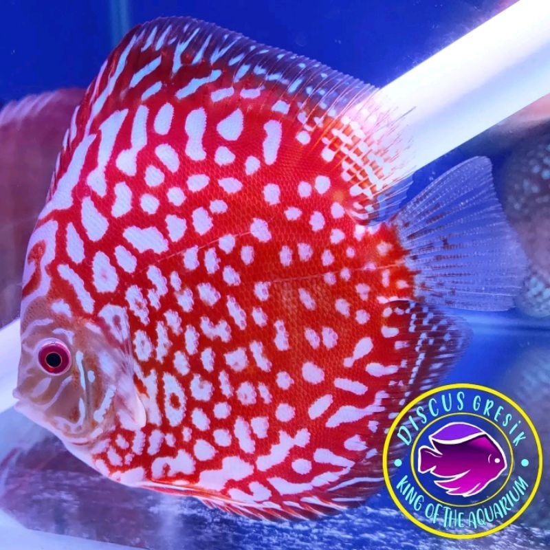 Jual Ikan Discus Size 3,5 inch - Ikan Hias Air Tawar Akuarium Aquascape ...