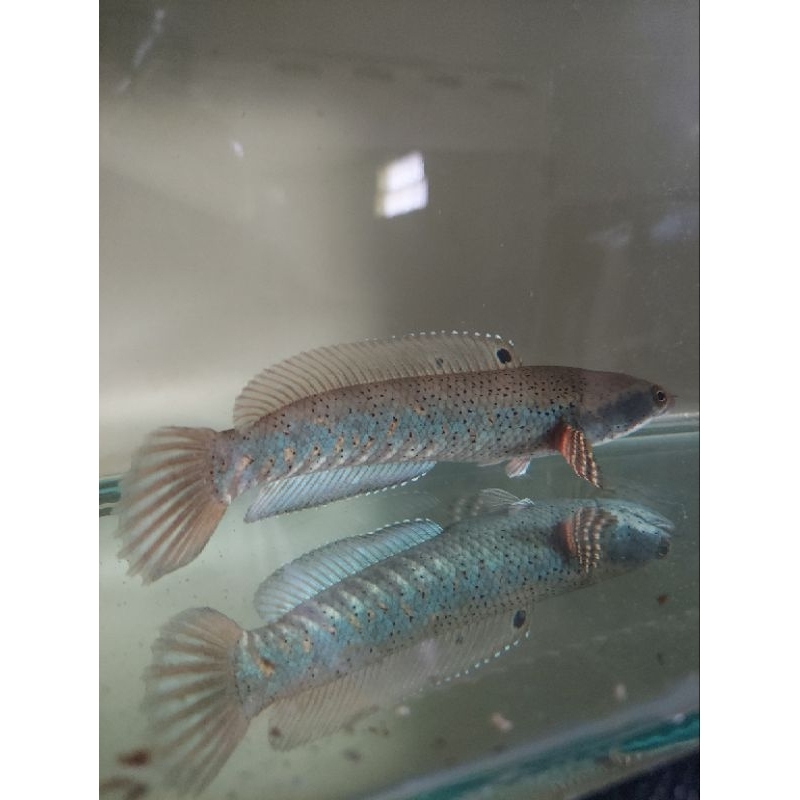 Jual ANPRAQUATIC - CHANA BLUE PULCRA SIZE 19CM UP FLARING CHANNA ...
