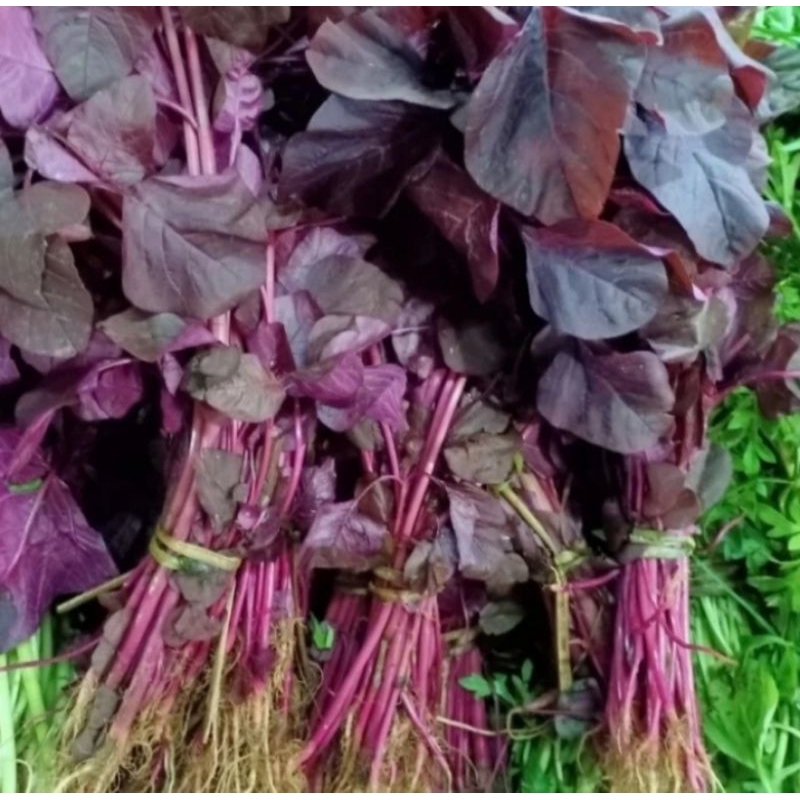 Jual Bayam ungu 1 ikat | Shopee Indonesia