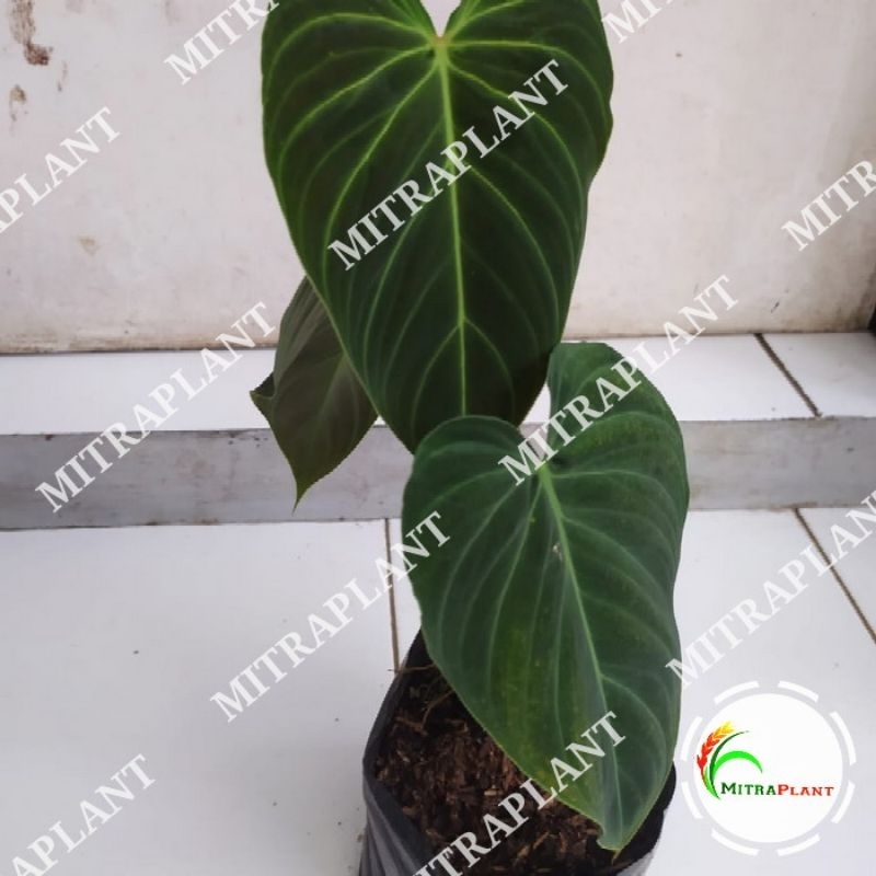Jual Tanaman Hias Philodendron Melano x Verru - Bibit Pohon Philo ...