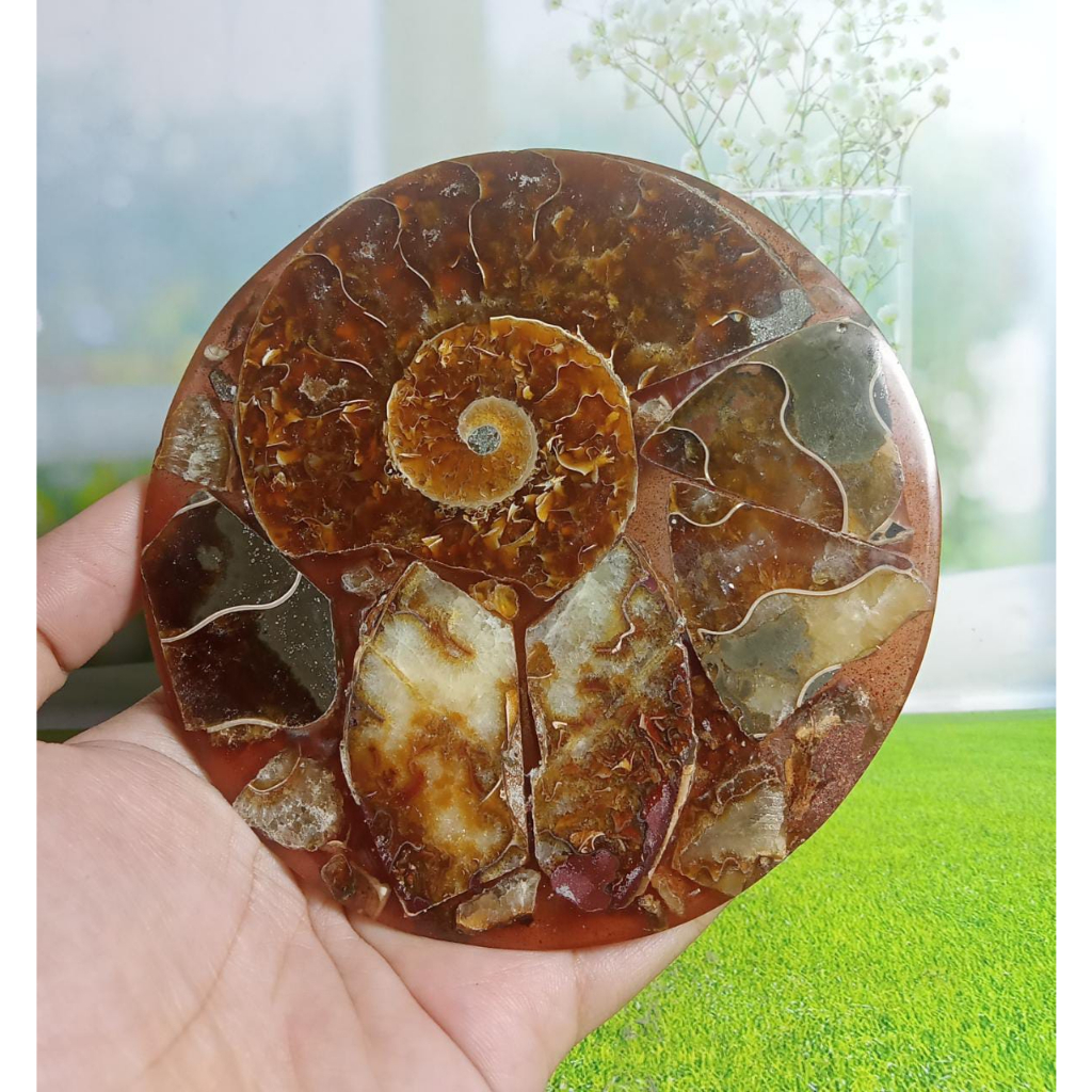 Jual Dekorasi Batu Natural Fossil Keong With Resin Slice Round (3 ...