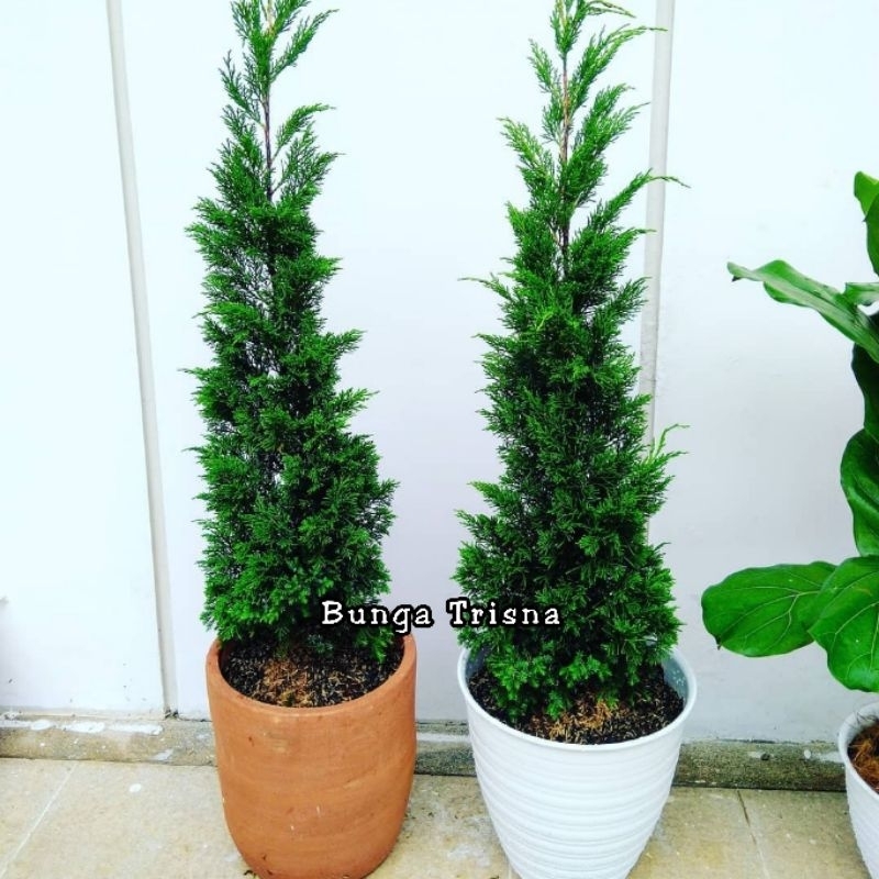 Jual Pohon tanaman cemara lilin - cemara kipas - cemara wangi - cemara ...