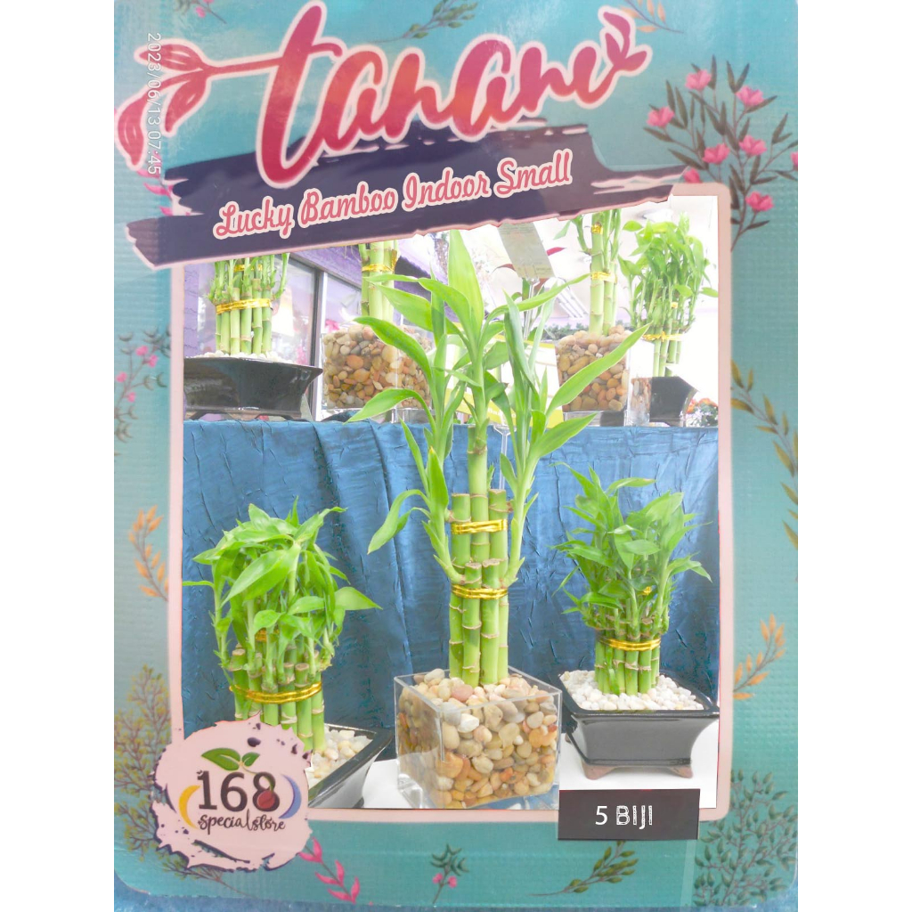 Jual Biji Lucky Bamboo Bambu Luck Indoor Small Potted Plant (Isi 5 biji ...