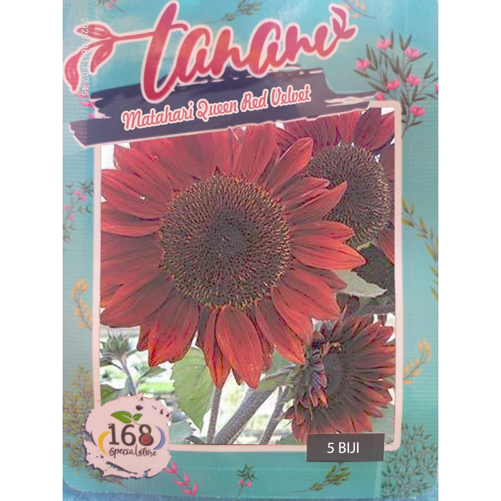 Jual Biji Bunga Matahari Queen Red Velvet (Isi 5 biji) | Shopee Indonesia