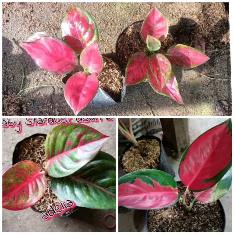 Jual aglonema baby paket 4 jenis red anja pink Katrina Stardust dan ...