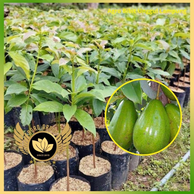 Jual Bibit Alpukat Mentega Super Jumbo Asli Tanaman Okulasi Sambung ...