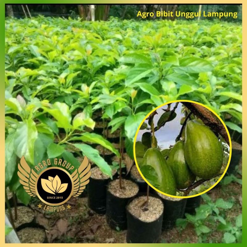 Jual Bibit Alpukat Siger Mas Asli Tanaman okulasi Cepat Berbuah Super ...