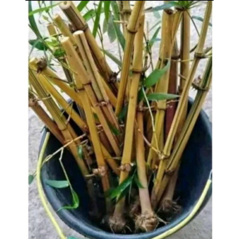 Jual BAMBU KUNING/tanaman hias bambu kuning | Shopee Indonesia