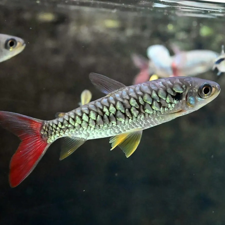 Jual Ikan Pink Tail/Pink Tail Characin | Ikan Hias Air Tawar Akuarium ...