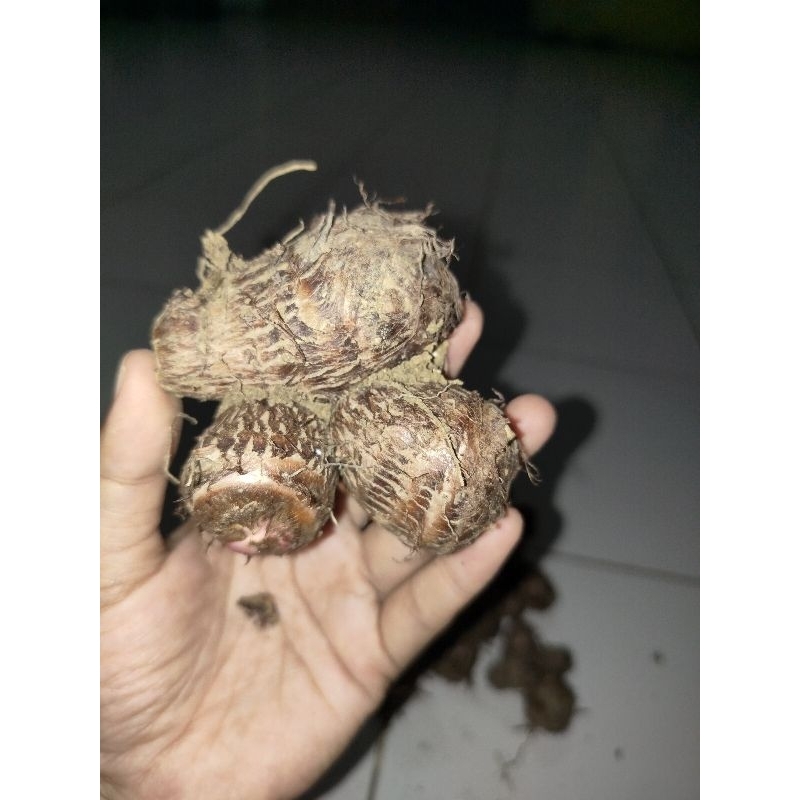 Jual Ubi Talas 1kg Asli Panen Petani | Shopee Indonesia