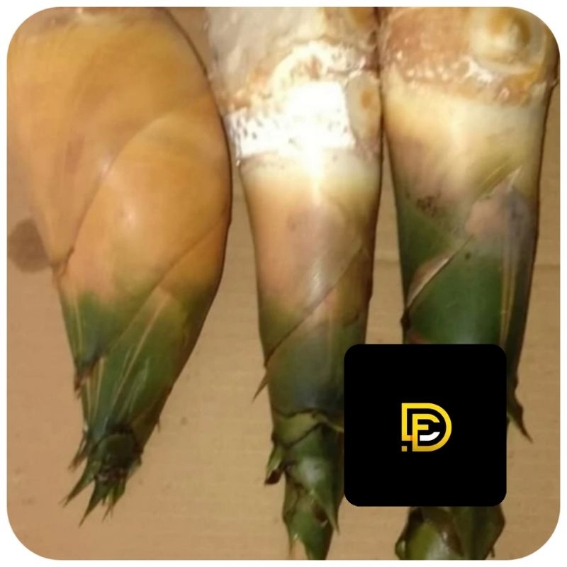 Jual Rebung bambu kuning 1 kg fresh | Shopee Indonesia
