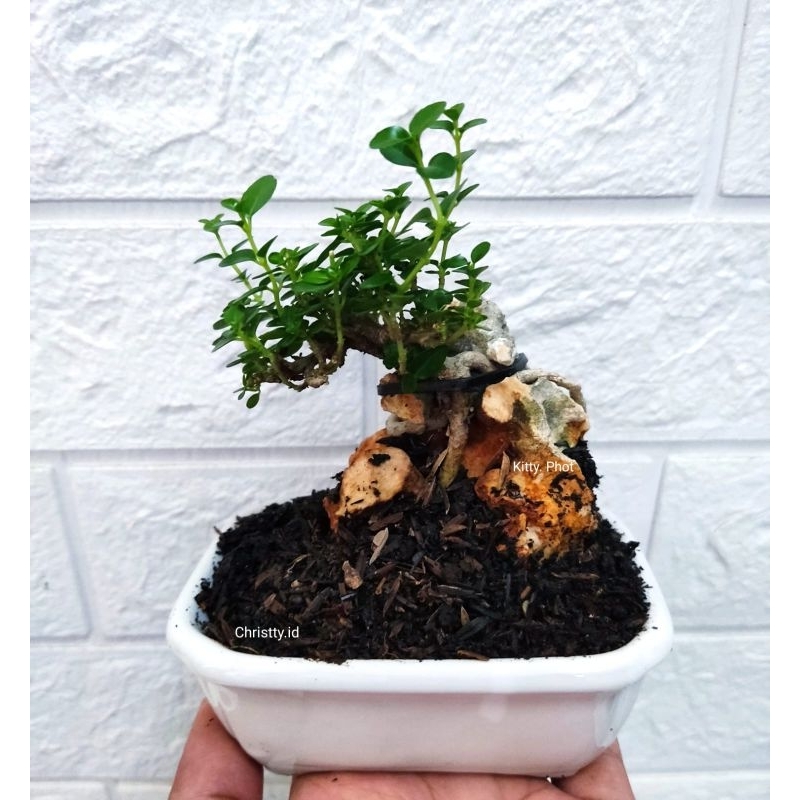 Jual Tanaman Bonsai Mini + Batu Karang (ONTHEROCK) | Shopee Indonesia