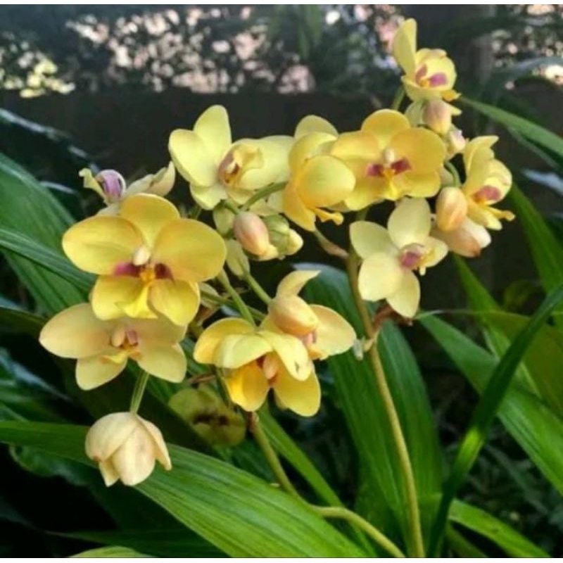 Jual Tanaman Anggrek tanah Bunga kuning sudah berbunga | Shopee Indonesia