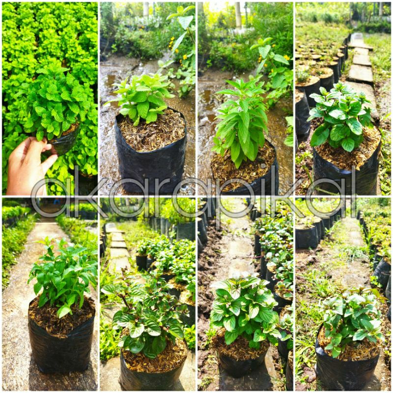 Jual Bibit Tanaman Daun Mint Paket Murah Isi 8 jenis Mint | Shopee ...