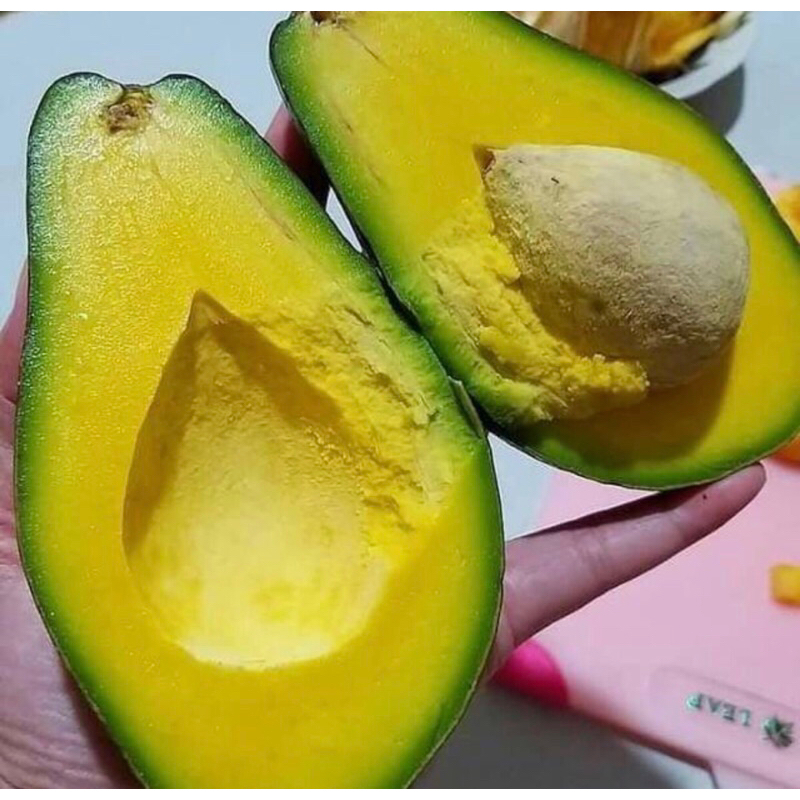 Jual Alpukat Mentega Super Fresh 1 Kg | Shopee Indonesia
