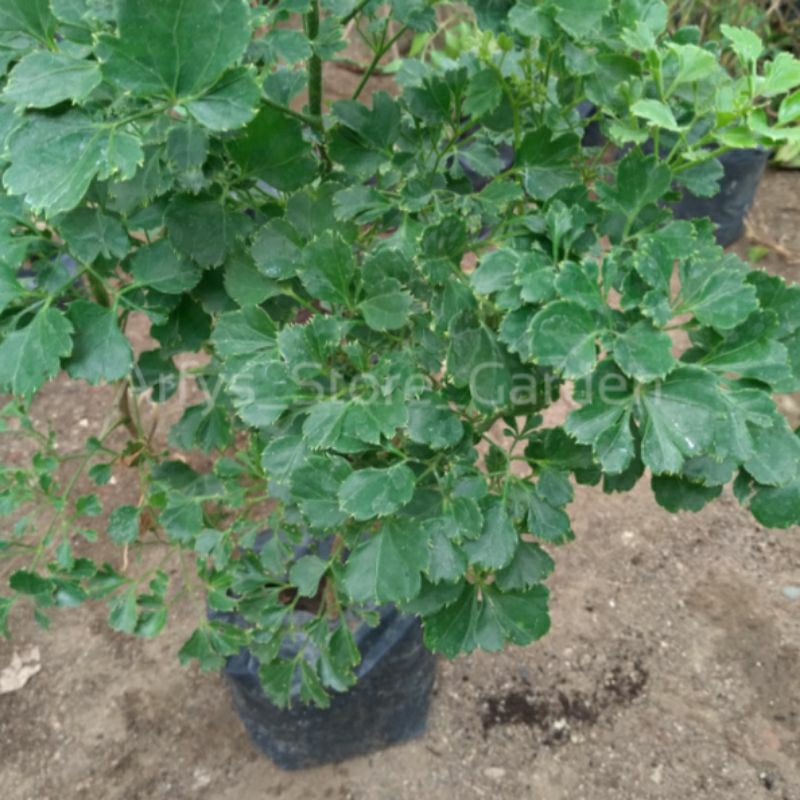 Jual Poliyscias Guilfoylei / Geranium Aralia / tanaman kedongdong hijau ...