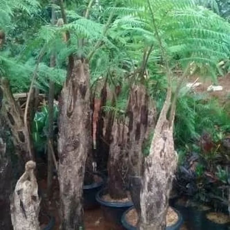Jual MEDIA TANAMAN POHON PAKIS 1 METER | Shopee Indonesia