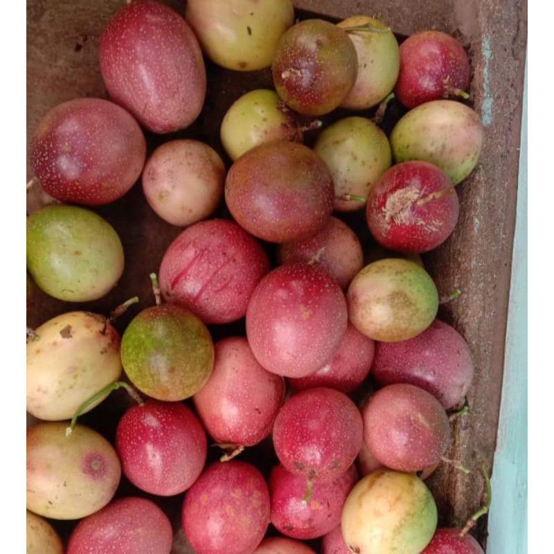 Jual MARKISA MERAH 1KG | Shopee Indonesia