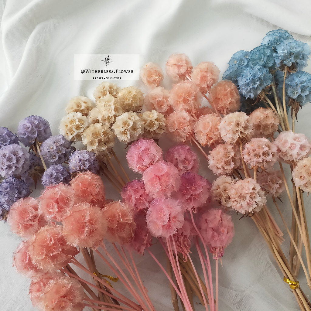 Jual 5 Pcs Preserved Scabiosa Flower / Dried Flower Awetan / Bunga ...
