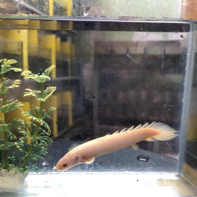 Jual Palmas Albino / Albino Bichir / Ikan Naga / ikan hias Aquascape ...