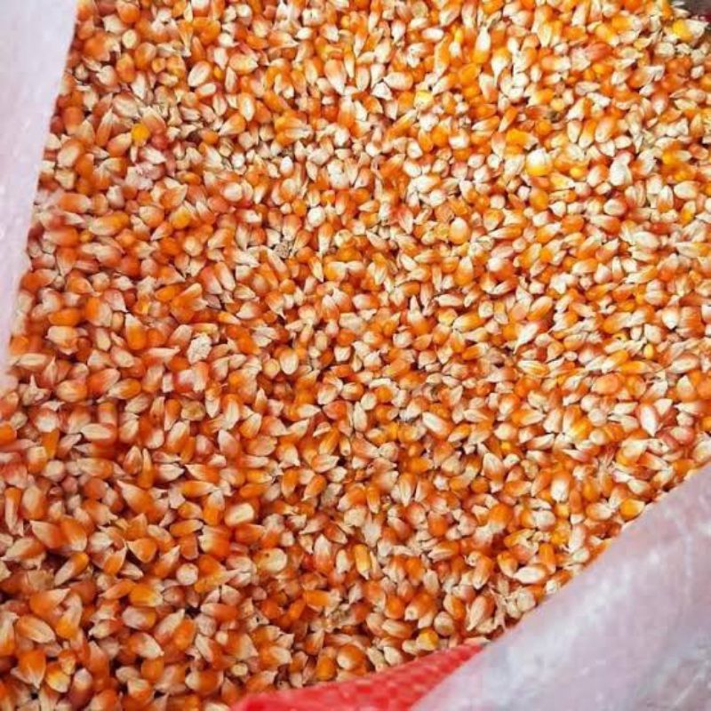 Jual Jagung Kecil Pakan Merpati Ayam 500 Gram | Shopee Indonesia