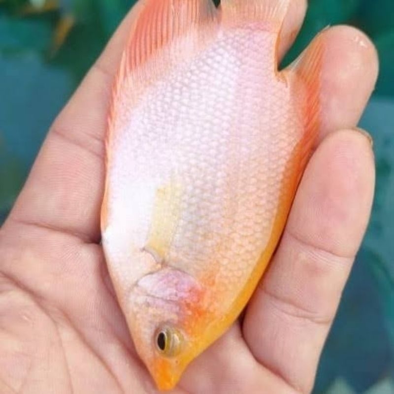 Jual gurame padang | Shopee Indonesia