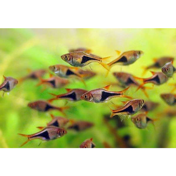 Jual Rasbora Harlequin / ikan hias Aquascape / Air Tawar | Shopee Indonesia