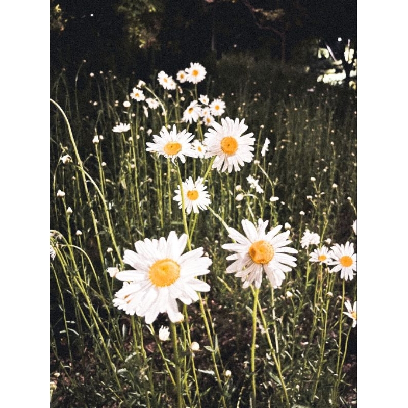 Jual PO BTOB imcutiesik 1kg | Shopee Indonesia