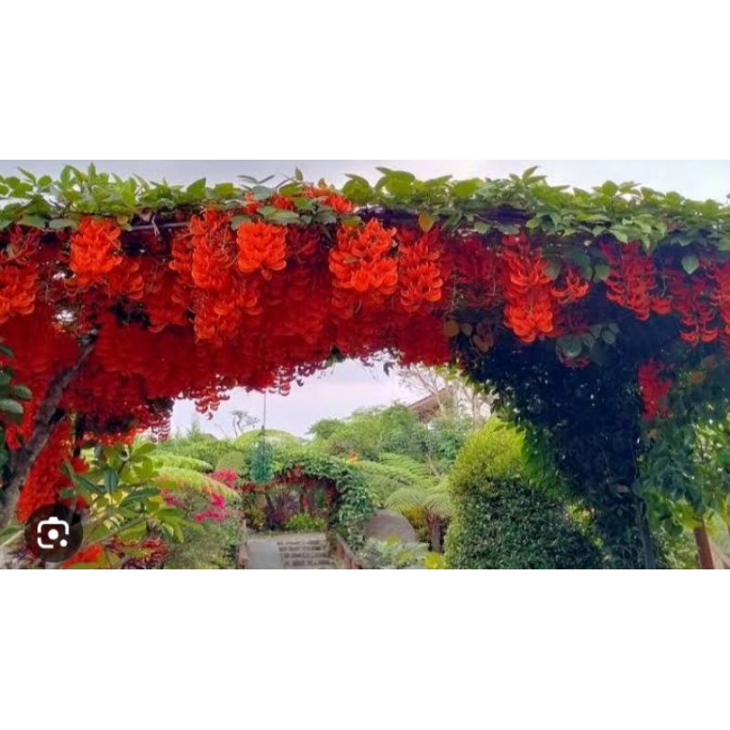 Jual bibit tanaman hias bunga flame of irian-tanaman rambat | Shopee ...