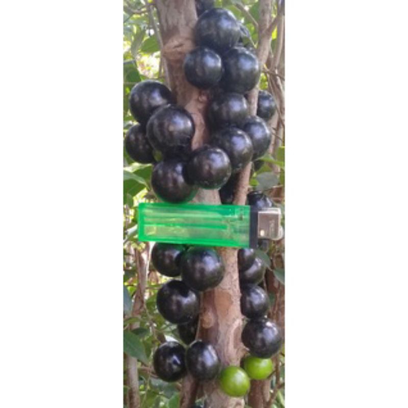 Jual indukan Pohon Anggur Precco Berbuah | Shopee Indonesia