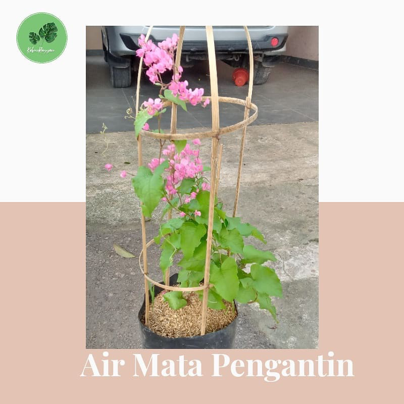 Jual BIBIT BUNGA AIR MATA PENGANTIN beli 5 gratis 1 | Shopee Indonesia