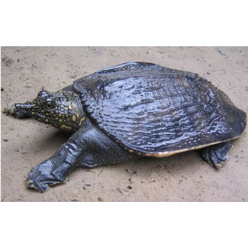 Jual Hiasan Akuarium Labi Labi Bulus (Bonus akuarium,pasir,batu batuan ...