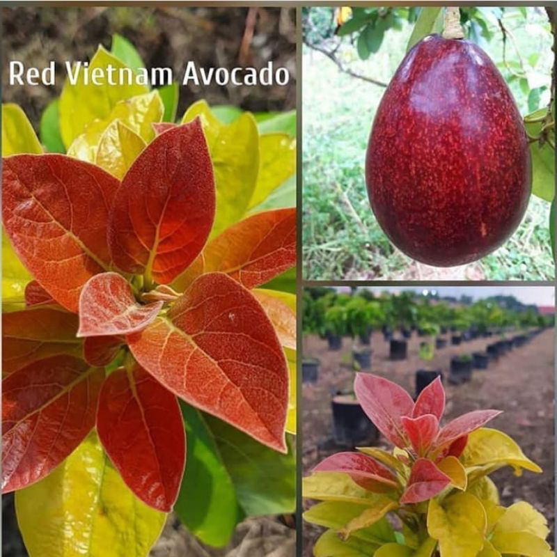 Jual BIBIT ALPUKAT RED VIETNAM OKULASI CEPAT BERBUAH (BISA TANAM DI POT ...