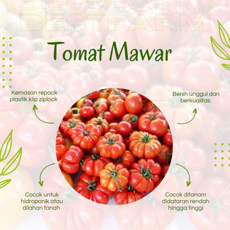 Jual Benih Tanamn Sayur Tomat Keriting Mawar (-+50 biji) | Shopee Indonesia