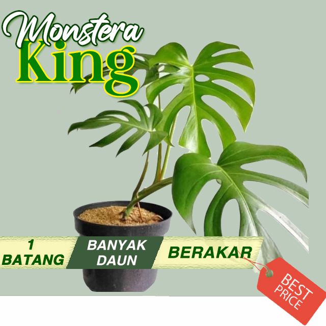 Jual Monstera King Deliciosa Daun Pecah | Shopee Indonesia