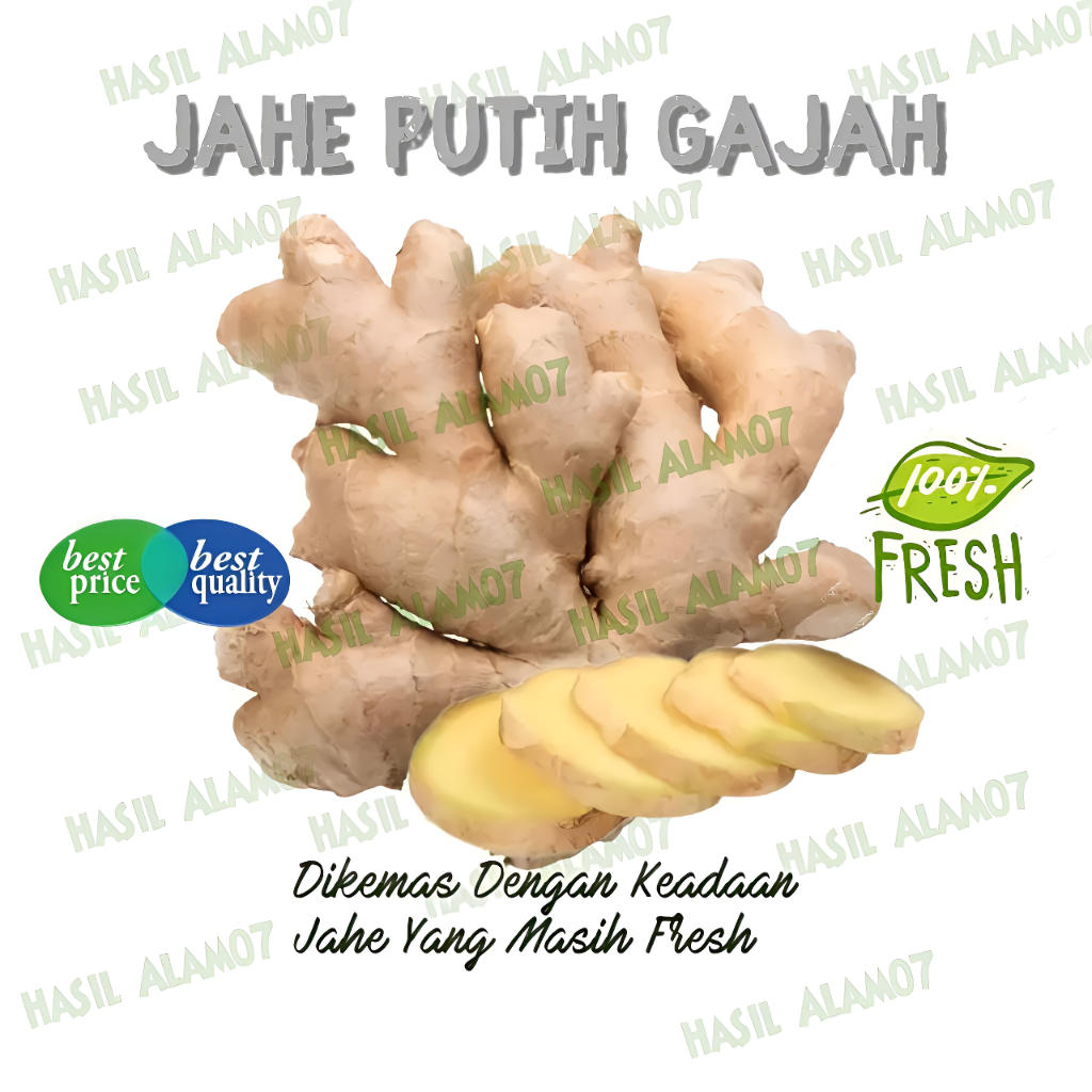 Jual Jahe Putih Gajah Besar Segar 1kg | Shopee Indonesia