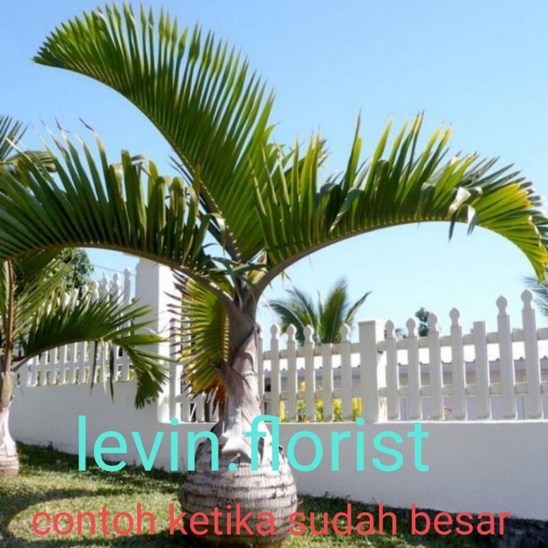 Jual Hyophorbe lagenicaulis /Palem botol merah / palm bibit tanaman ...