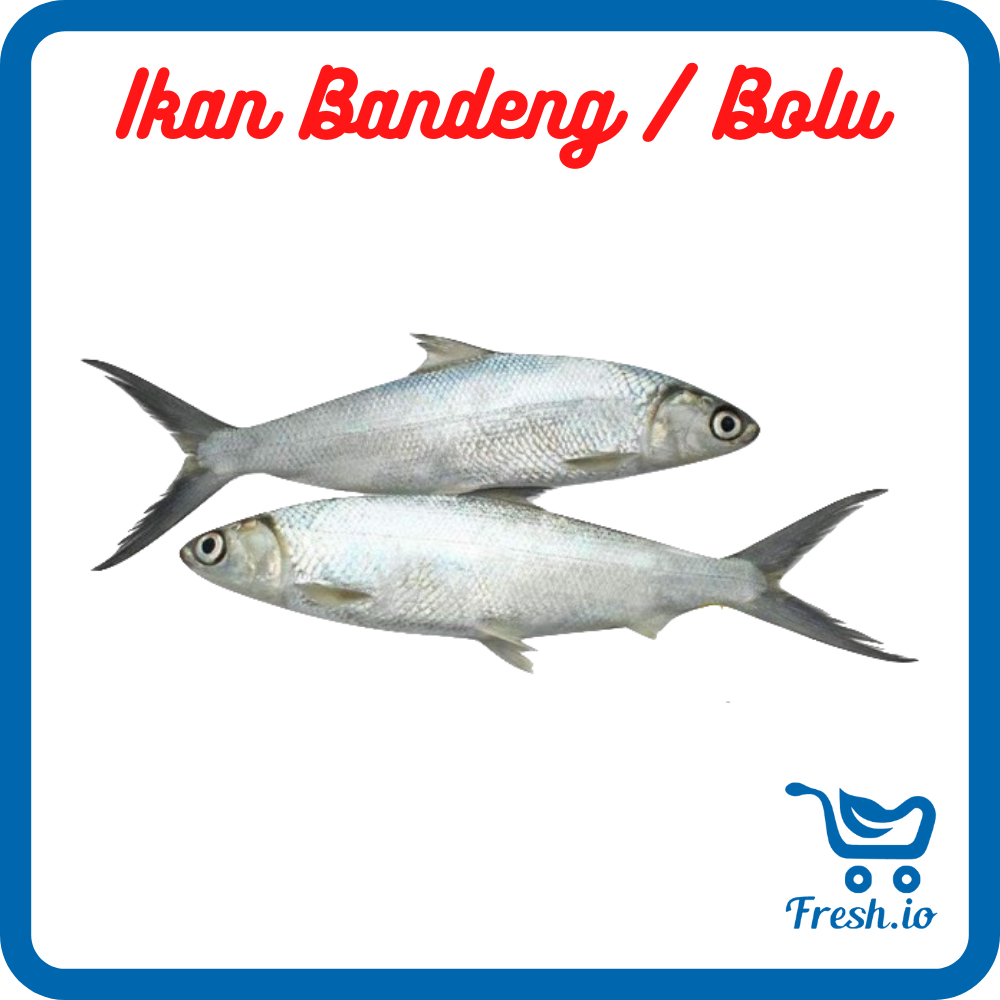Jual Ikan Bandeng / Bolu | Shopee Indonesia