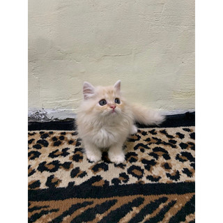 Jual anakan kitten kucing persia flatnose calico peaknose ragdoll ...