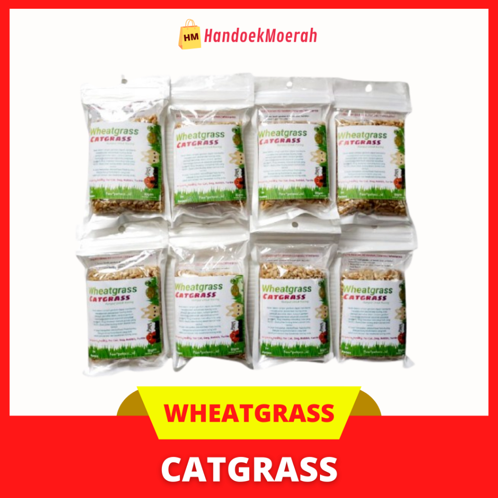 Jual Wheatgrass Catgrass 50gr / Benih Wheatgrass / Rumput Kucing / Benih Gandum Murah | Shopee ...