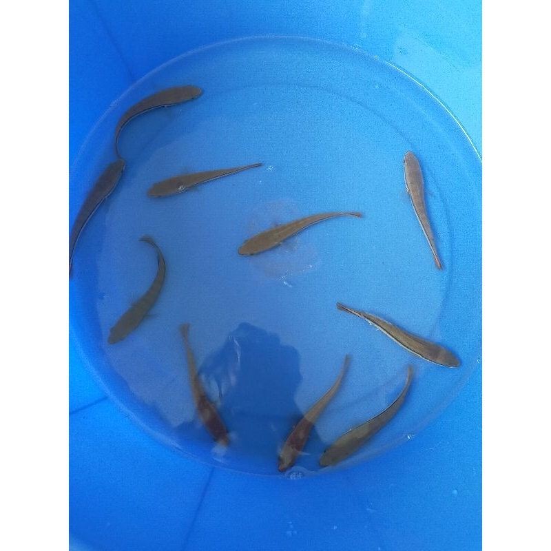 Jual Bibit ikan gabus toman ukuran 12-13 cm murah berkualitas | Shopee ...