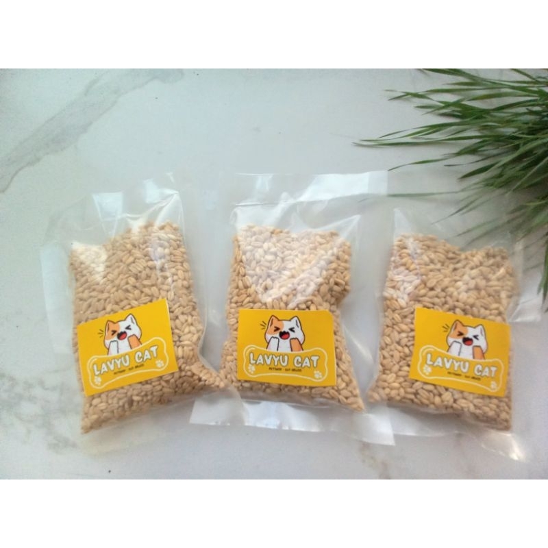 Jual Benih Wheatgrass Rumput Kucing | Shopee Indonesia