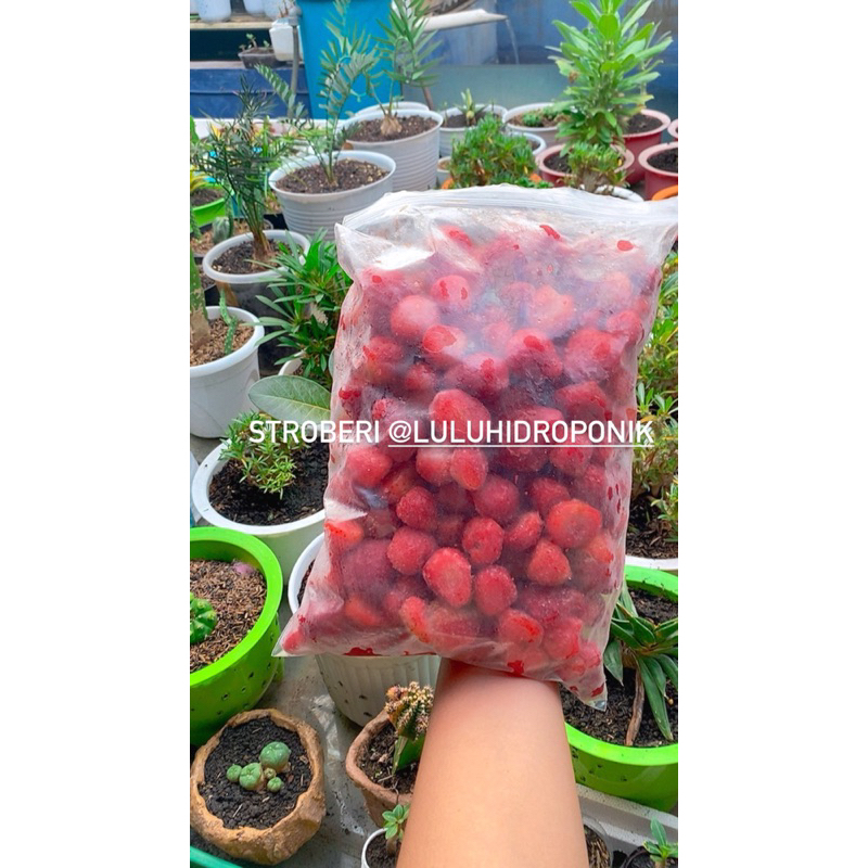 Jual Stroberi Stroberry Strawberry Frozen Beku 1 Kg | Shopee Indonesia