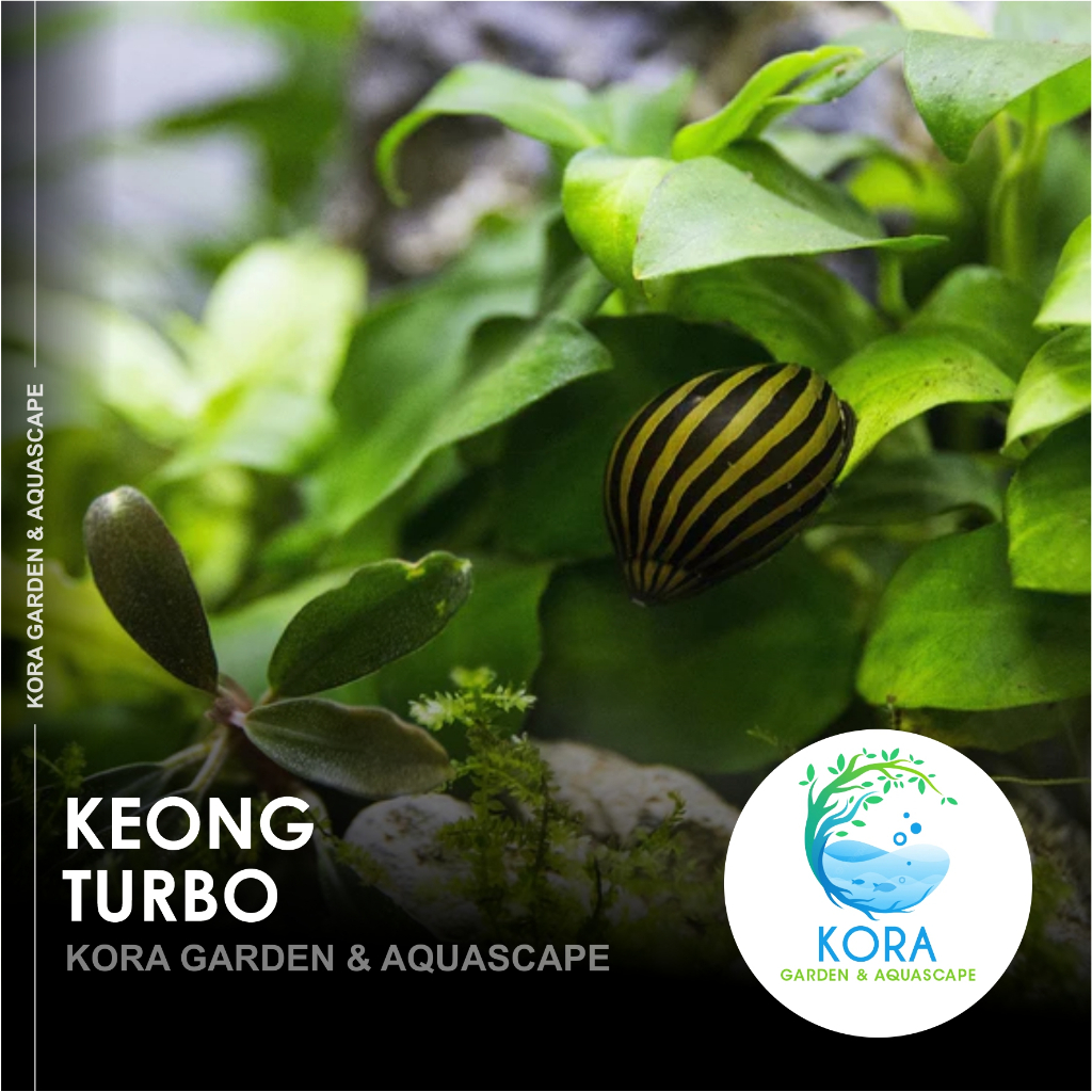 Jual Keong Turbo / Tanduk / Aquascape / Keong Aquarium / Pemakan Algae ...