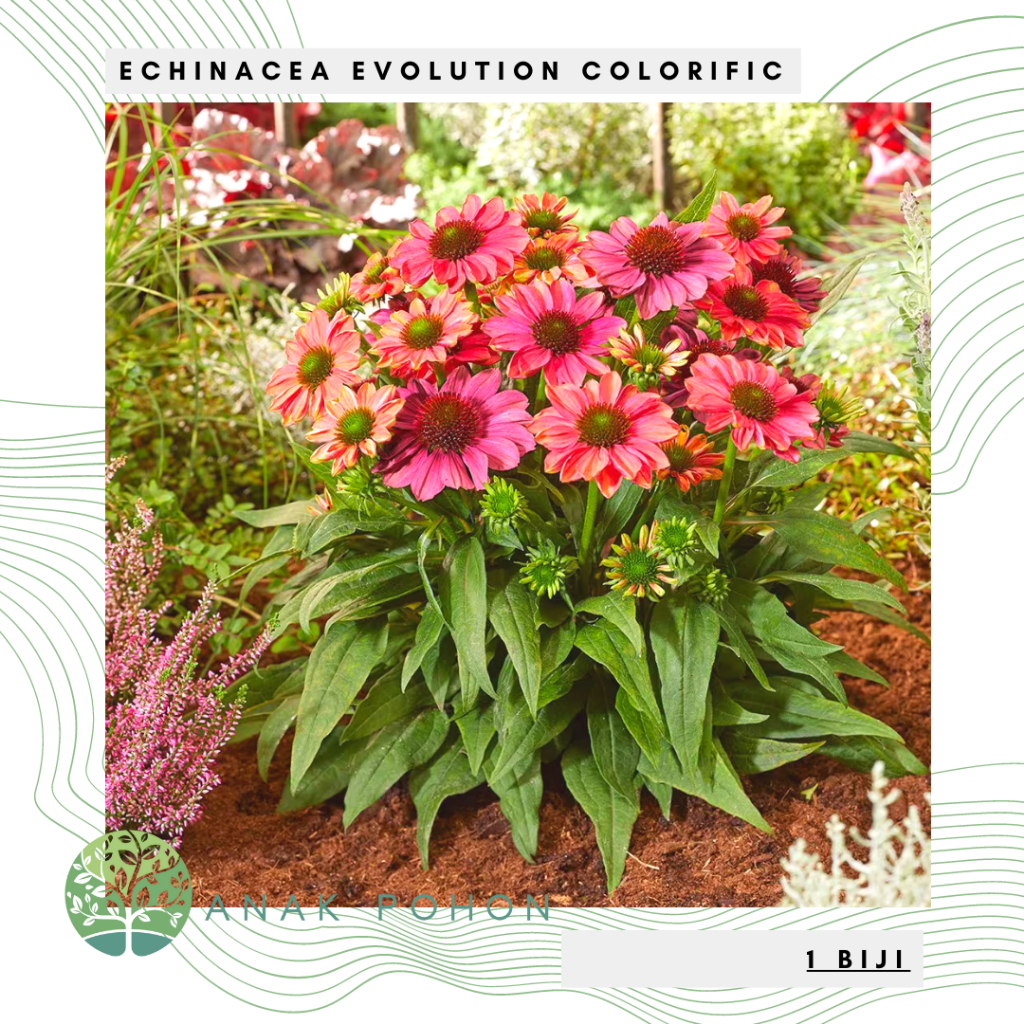 Jual Benih Bibit Biji - Bunga Echinacea Evolution Colorific Coneflower ...